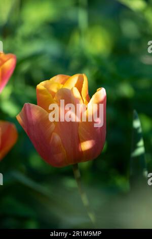Orange red flowers of Tulip Jimmy in flower in a garden in May, England ...