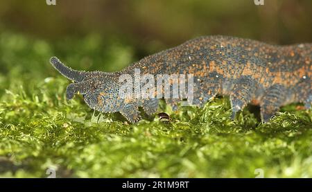 New Zealand peripatus (Peripatoides sp.) on moss Stock Photo - Alamy