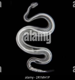 Roadkill rattlesnake x-ray Stock Photo - Alamy