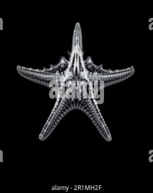 Anatomy of a starfish Stock Photo - Alamy