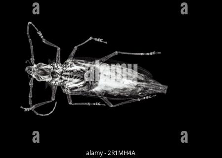 Palo Verde Root Borer beetle (Derobrachus hovorei) radiograph Stock ...