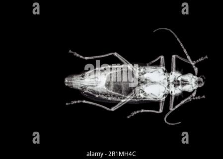 Palo Verde Root Borer beetle (Derobrachus hovorei) radiograph Stock ...