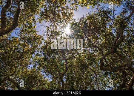 The Elfin Forest in Los Osos, California Stock Photo - Alamy