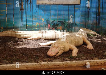 Albino alligator in Florida Stock Photo - Alamy