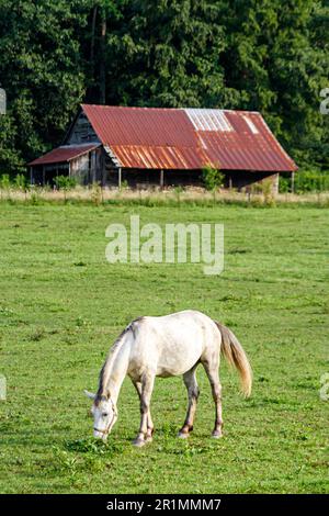 Horses grazing in pasture with barn, stables at Koele, and Cook Pines ...