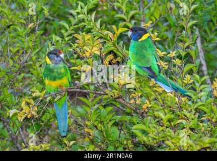 A pair of Australian Ringnecks of the western race, known as Twenty ...