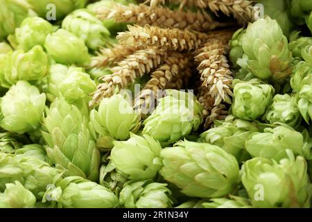 Fresh green hops and spikes on light rustic table, closeup Stock Photo ...