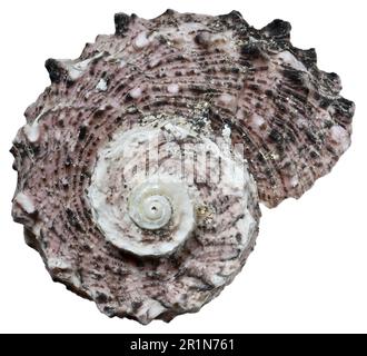 Dolphin shell (Delphinula laciniata) c6cm across Stock Photo - Alamy