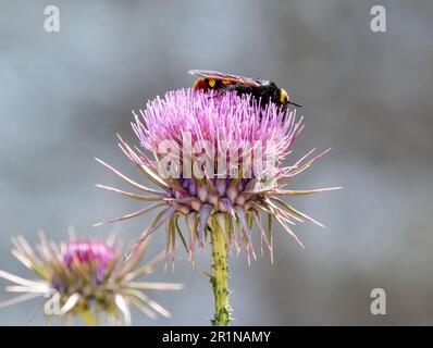 Bee gathering nectar from a Cypriot Donkey Tnectarhistle (Onopordum ...