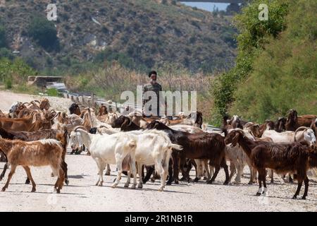 A man herding goats near Agia Varvara, Paphos region, Cyprus Stock ...