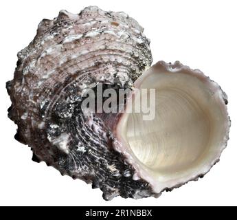 Dolphin shell (Delphinula laciniata) c6cm across Stock Photo - Alamy