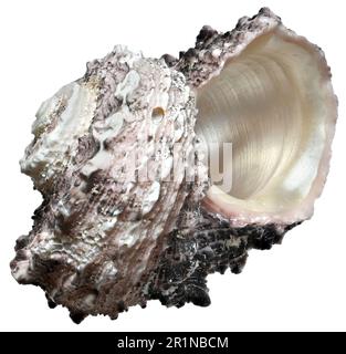 Dolphin shell (Delphinula laciniata) c6cm across Stock Photo - Alamy