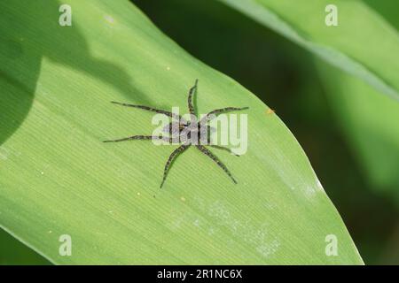 Wolf Spiders (Lycosidae Stock Photo - Alamy