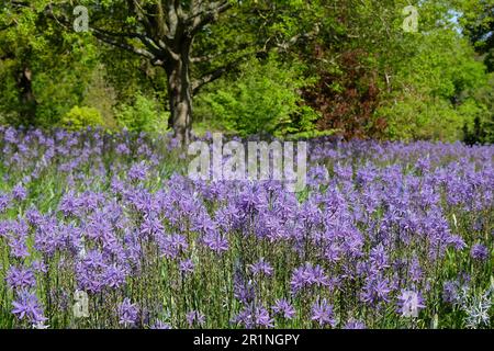 Blue Camassia flower spikes in bloom Stock Photo - Alamy