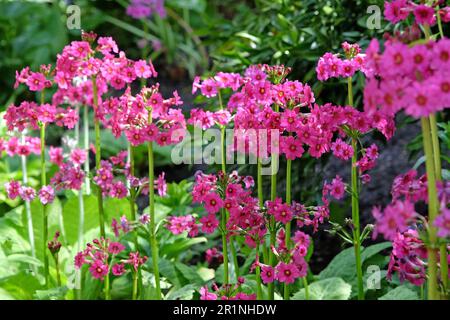Dark pink Primula pulverulenta 'mealy primrose' in flower Stock Photo ...