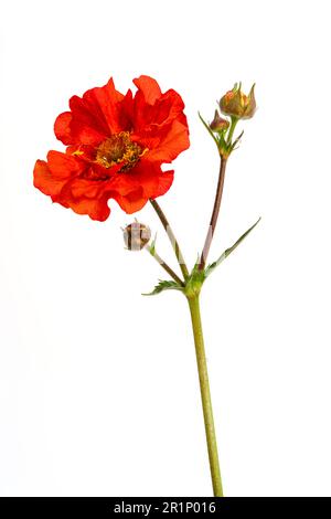 Beautiful red Geum flower photographed against a plain white background ...