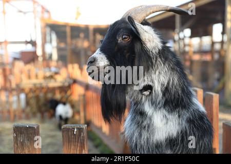 Cute goat inside of paddock in zoo Stock Photo - Alamy