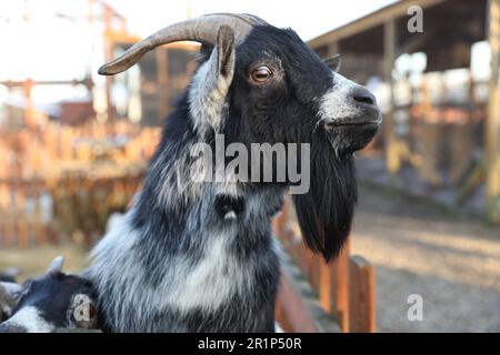 Cute goat inside of paddock in zoo Stock Photo - Alamy