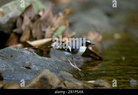 Scissor-tail, Songbirds, Animals, Birds, Slaty-backed Forktail ...