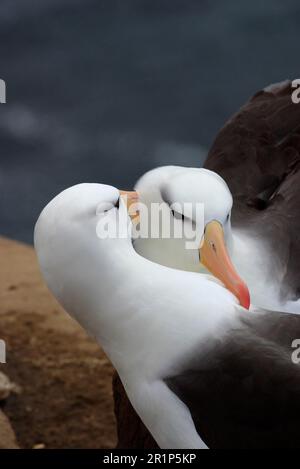 Albatross (Diomedea melanophrys), Thalassarche melonophris, Black ...