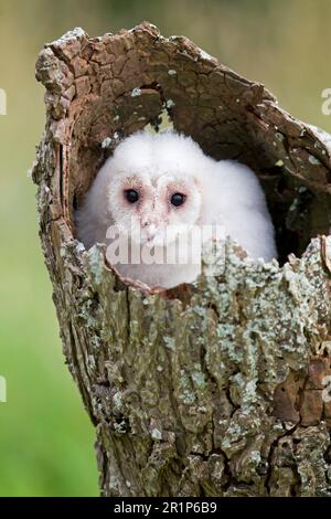 Barn owl sit on trunk in autumn forest Stock Photo - Alamy