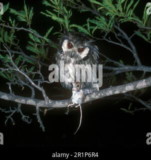 Bush Owl, White-faced Scops Owl, Bush Owls (Ptilopsis leucotis), White ...