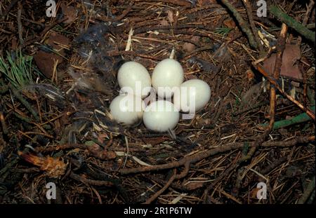 Nesting of long-eared owl (Asio otus) climbing on bisch tree. Fledgling ...