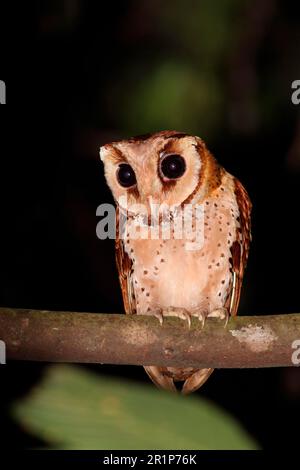 Owl, Kinabatangan, Borneo, Sabah Stock Photo - Alamy