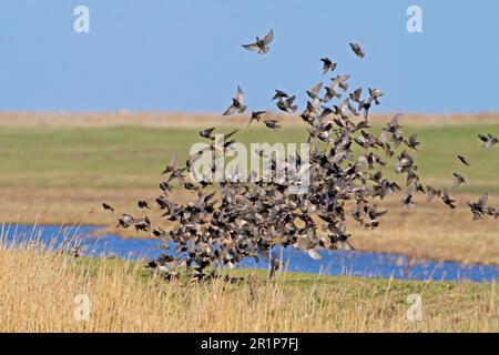 Merlin (Falco columbarius) immature, hunting, chasing Common Starling ...