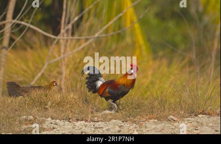 Male of the red junglefowl (Gallus gallus murghi) from Kaziranga ...