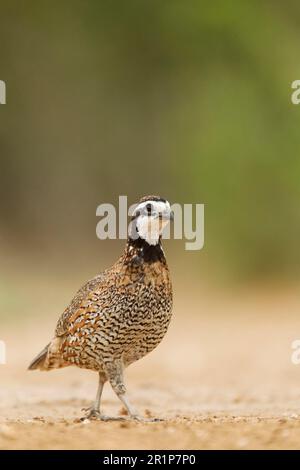 Virginia quail, northern bobwhites (Colinus virginianus), tree quail ...