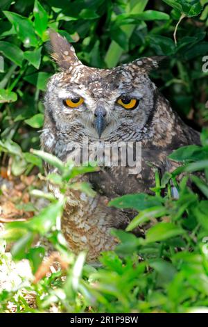 Head shot of a spotted eagle-owl, Bubo africanus, or African spotted ...