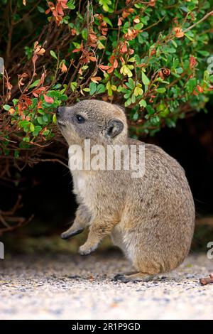 Rock Dassie, young, Betty's Bay, Western Cape, South Africa, Africa ...
