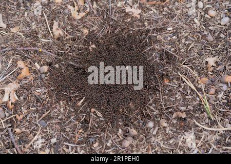 Small young anthill just emerging in nature, April 13, 2023 Stock Photo ...