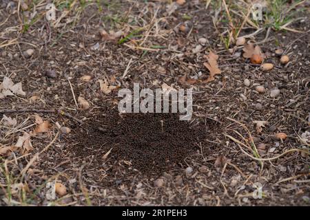 Small young anthill just emerging in nature, April 13, 2023 Stock Photo ...
