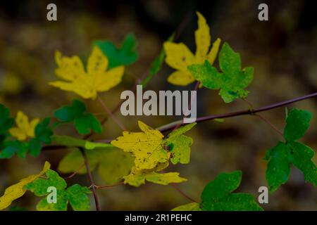 discolored Maple leaves in the Autumn sun Stock Photo - Alamy