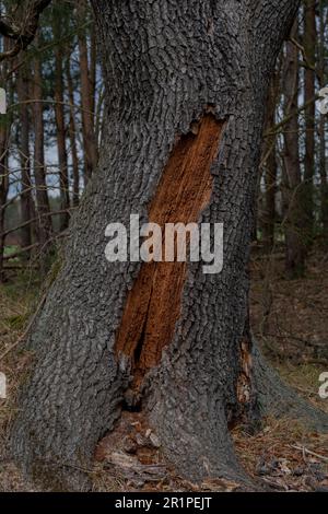 Very old and large oak with dead trunk due to lightning and tree canker ...
