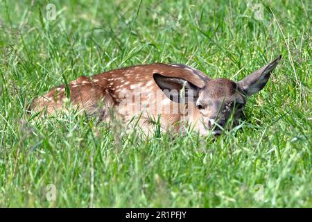 Red deer calve, two days old Stock Photo - Alamy