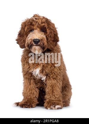 Adorable Autralian Cobberdog aka Labradoodle dog pup, standing side ...