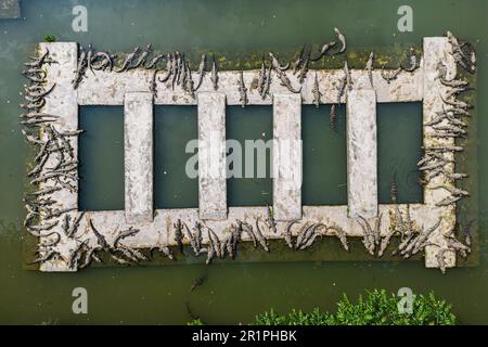 XUANCHENG, CHINA - MAY 2, 2023 - Aerial photo shows alligators bred in ...