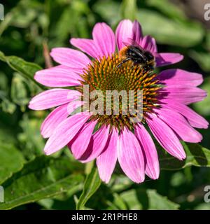 Margarita, bumblebee, nectar, suck, plant, botany, summer, nature ...