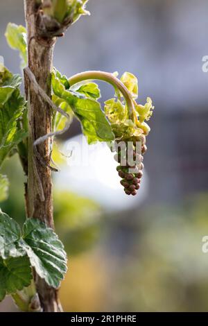 Currant, buds, leaves, backlight, close-up, botany, detail, still life ...