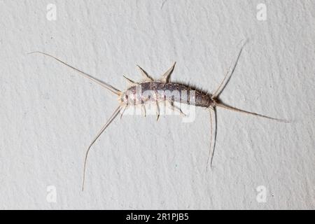 Paperfish, Ctenolepisma longicaudatum Stock Photo - Alamy