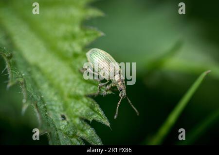 An unidentified metallic green weevil clinging to a nettle leaf ...