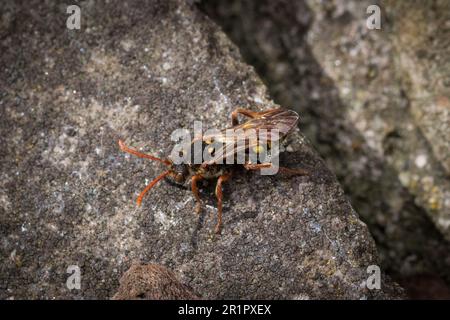 Macro of a beautifully coloured nomad bee female (likely Nomada flava ...