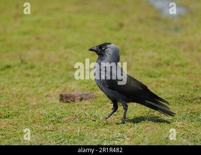 Jackdaw, feeding in farmland where it takes invertebrates Stock Photo ...