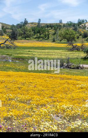 Wildflower bloom along Shell Creek Road in Santa Margarita, California ...