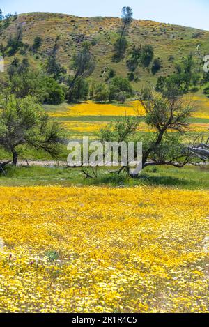 Wildflower bloom along Shell Creek Road in Santa Margarita, California ...