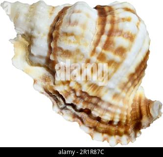 Common Distorsio shell (Distorsio anus) c7cm. Region: Indo-Pacific Stock Photo - Alamy