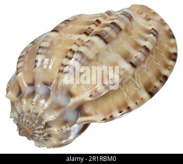 Ventral Harp shell (Harpa cabriti / Harpa ventricosa) c7cm long Stock ...